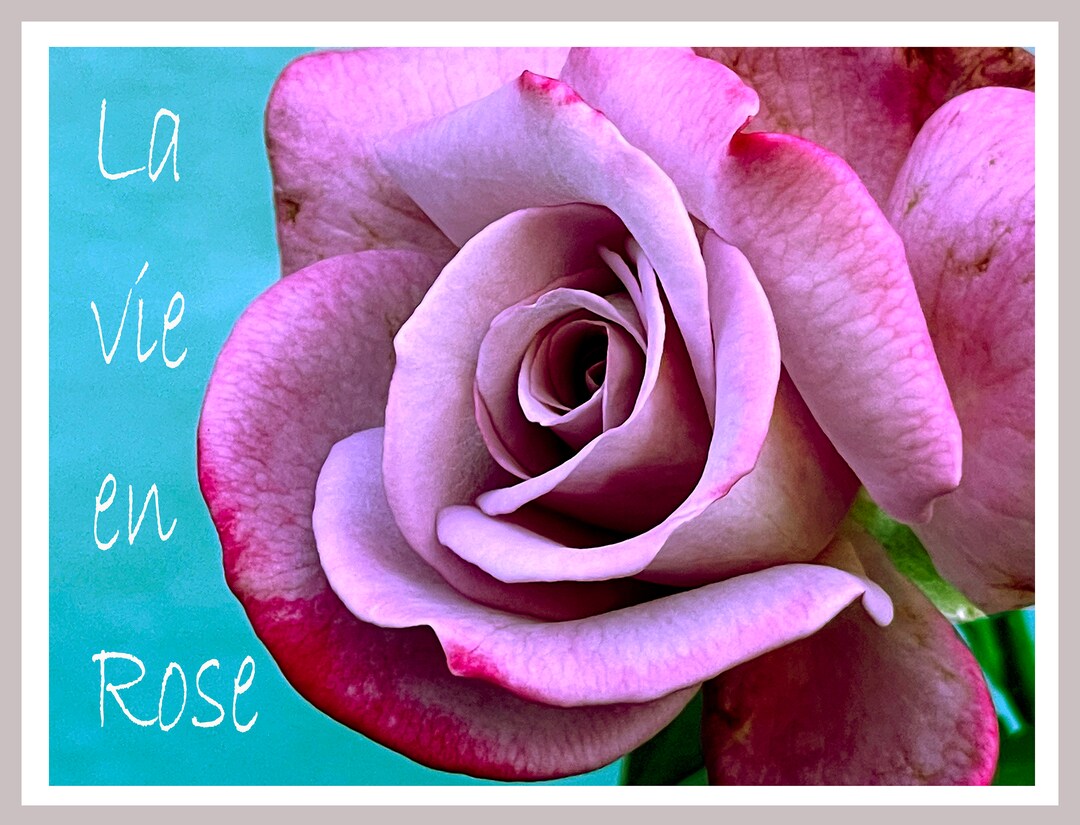 La Vie En Rose, Color Photography of Pink Rose With Words - Etsy