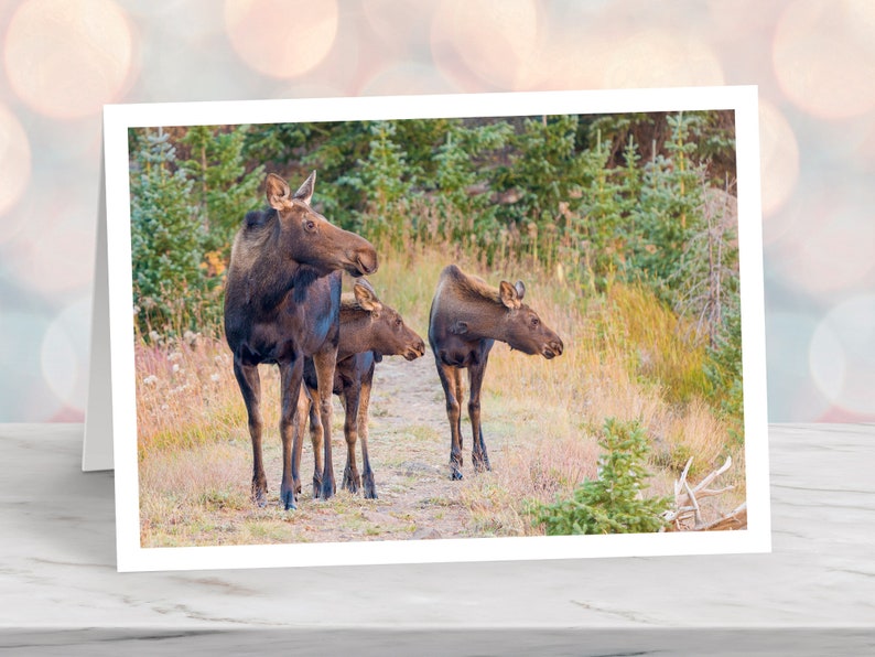 Cow Moose and Calves Family Trio Photo Greeting Card - Blank Inside ...