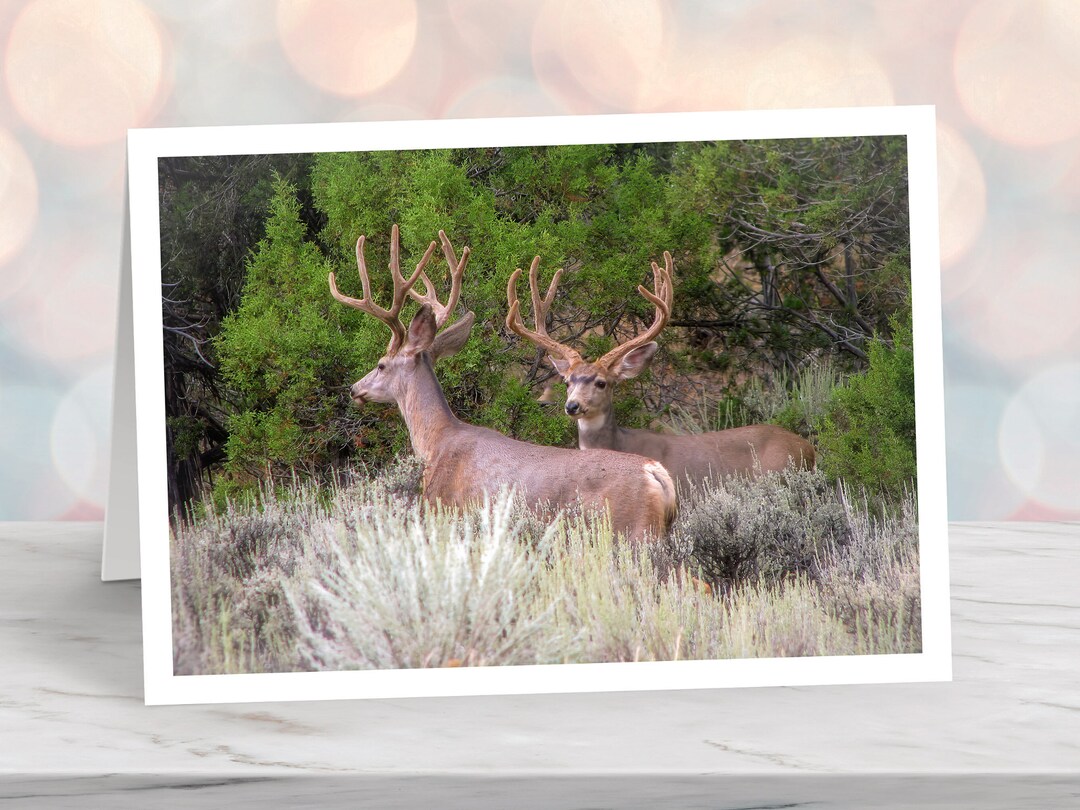 Two Mule Deer Bucks Gimme Two Bucks Photo Greeting Card - Blank Inside ...