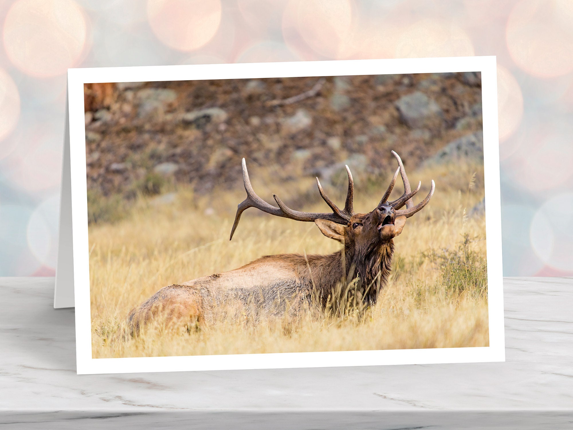 Bull Elk Bedded Down and Bugling Photo Greeting Card - Blank Inside ...