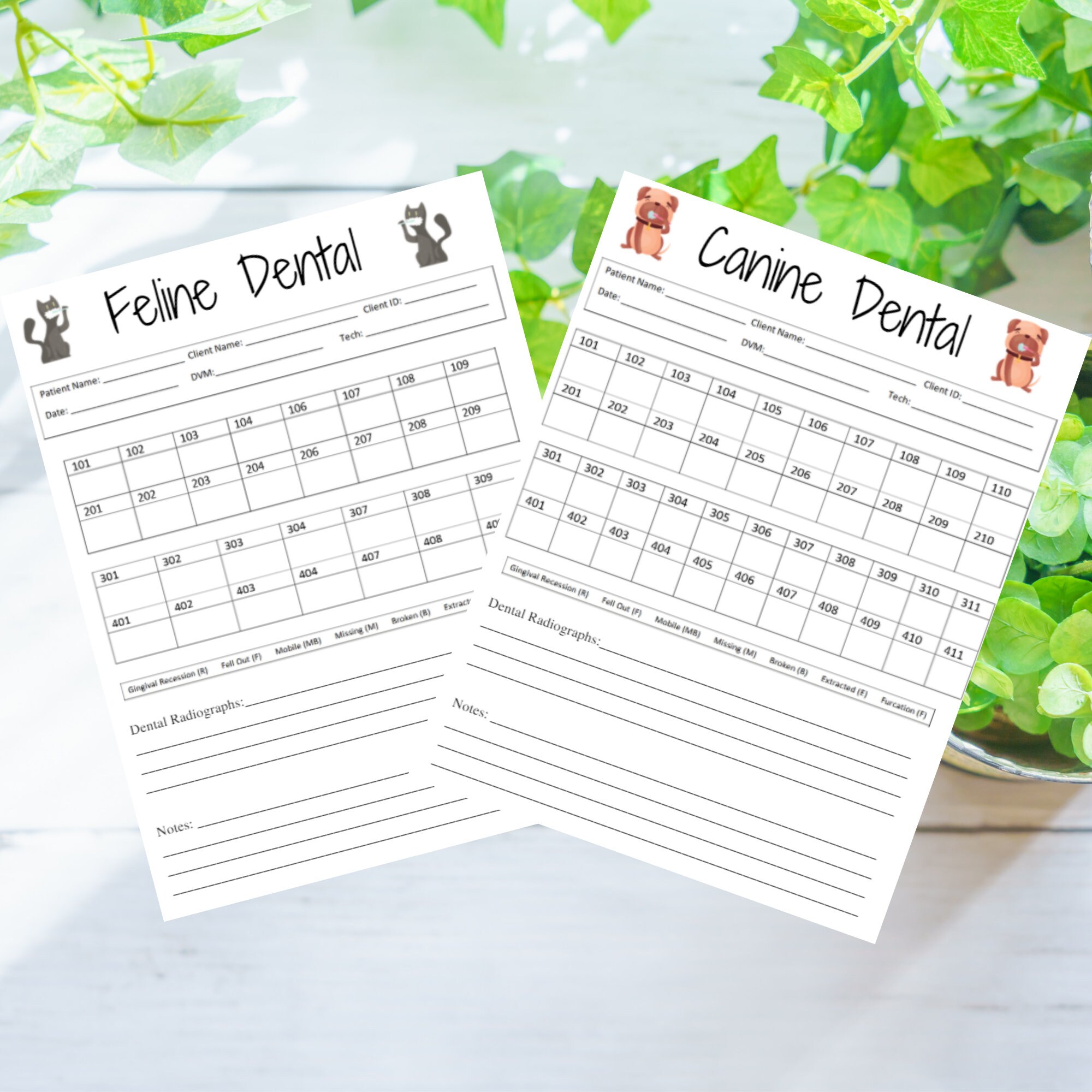 Canine and Feline Dental Charts - Etsy