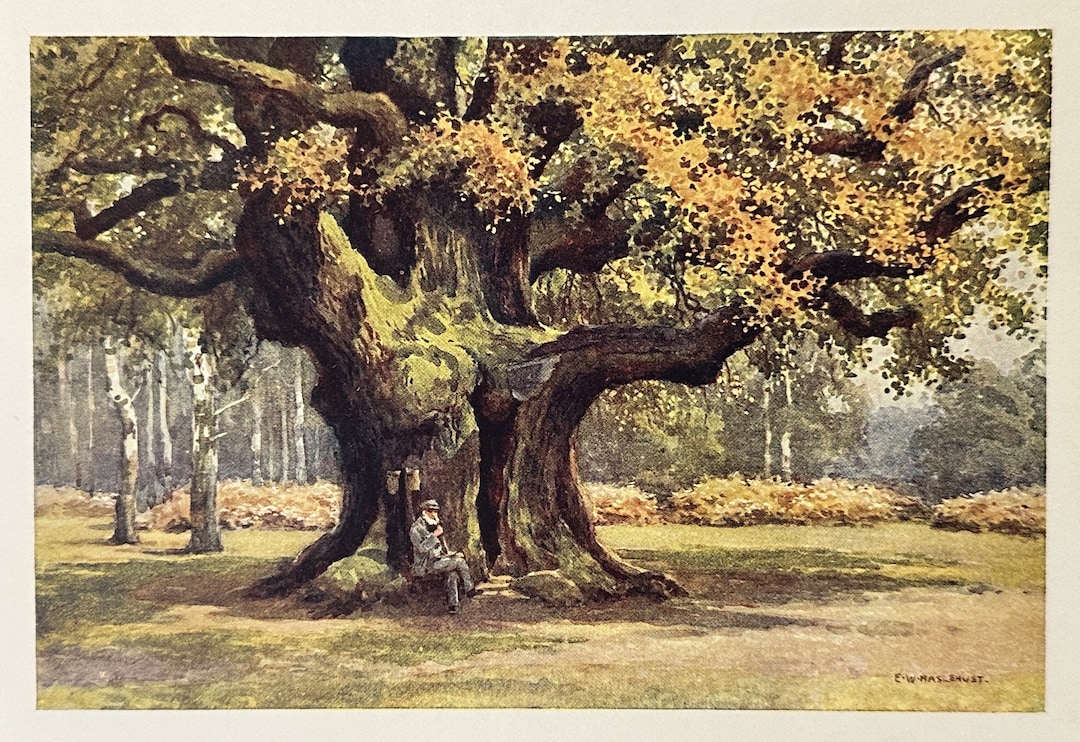 Nottinghamshire Vintage Print of the Major Oak, Thorsesby Park by E W ...