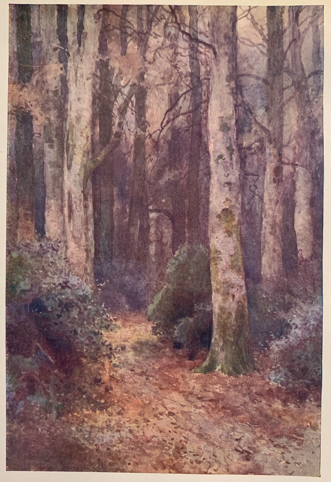 New Forest Original Vintage Print of the Cathedral by E W Haslehust ...