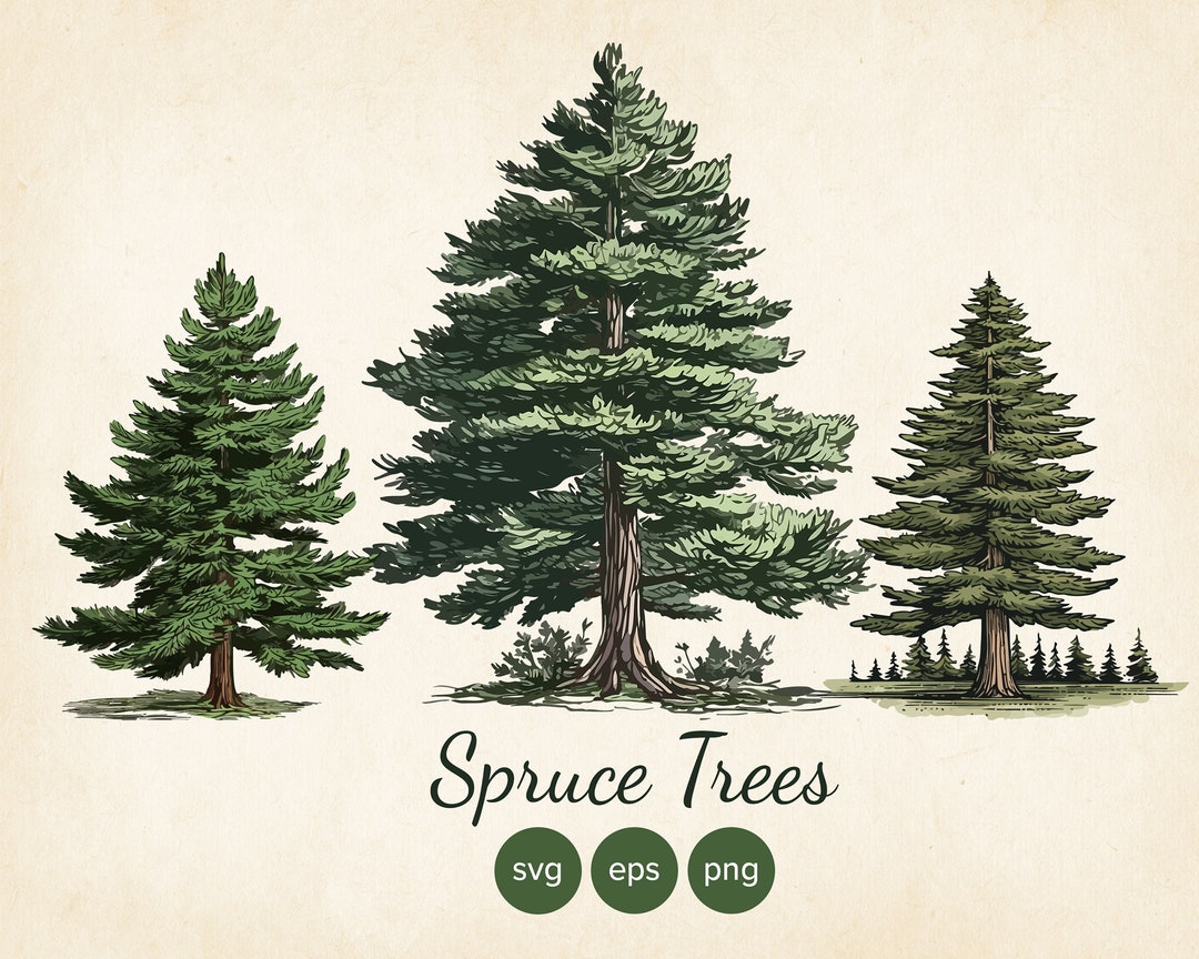 3 Spruce, Pine, Fir Tree SVG Clipart, Botanical Tree Pack, Tree Vector ...