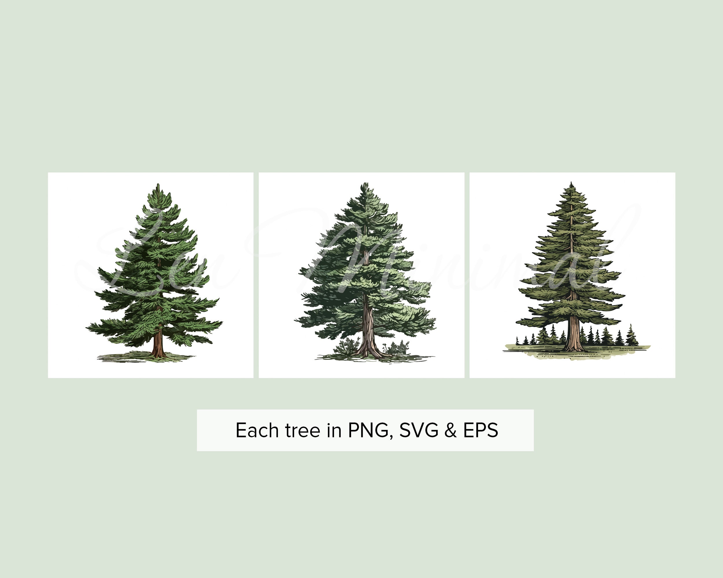 3 Spruce, Pine, Fir Tree SVG Clipart, Botanical Tree Pack, Tree Vector ...