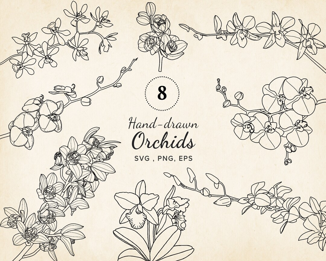Orchid Flowers SVG EPS Bundle, Hand-drawn Vector Floral Print, Orchidée ...