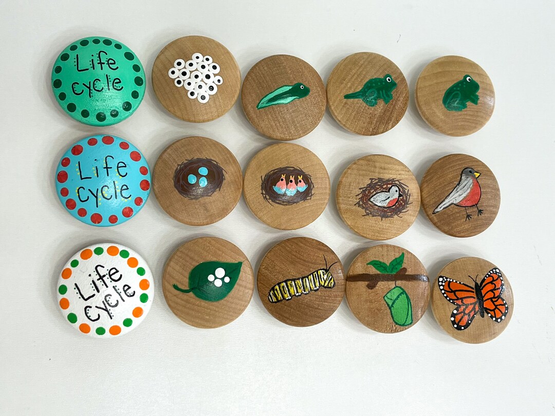 Life Cycle Buttons - Etsy