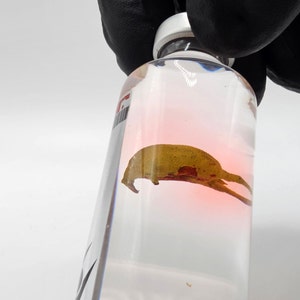 Headcrab Half Life 2 City 17 Gordon Freeman Combine Soldier Cosplay ...