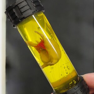 Half-life 2 Headcrab Container Cosplay Gordon Freeman Valve Steam Half ...