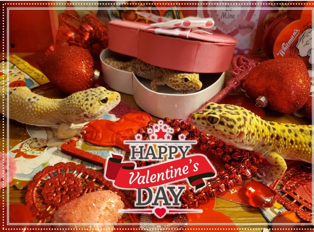 Leopard Gecko Valentine's Day Card - Etsy