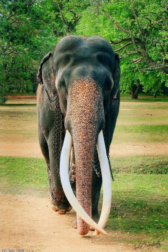 Elephant Portrait Wild Elephant Tusker, Elephant With a Long Tusk ...