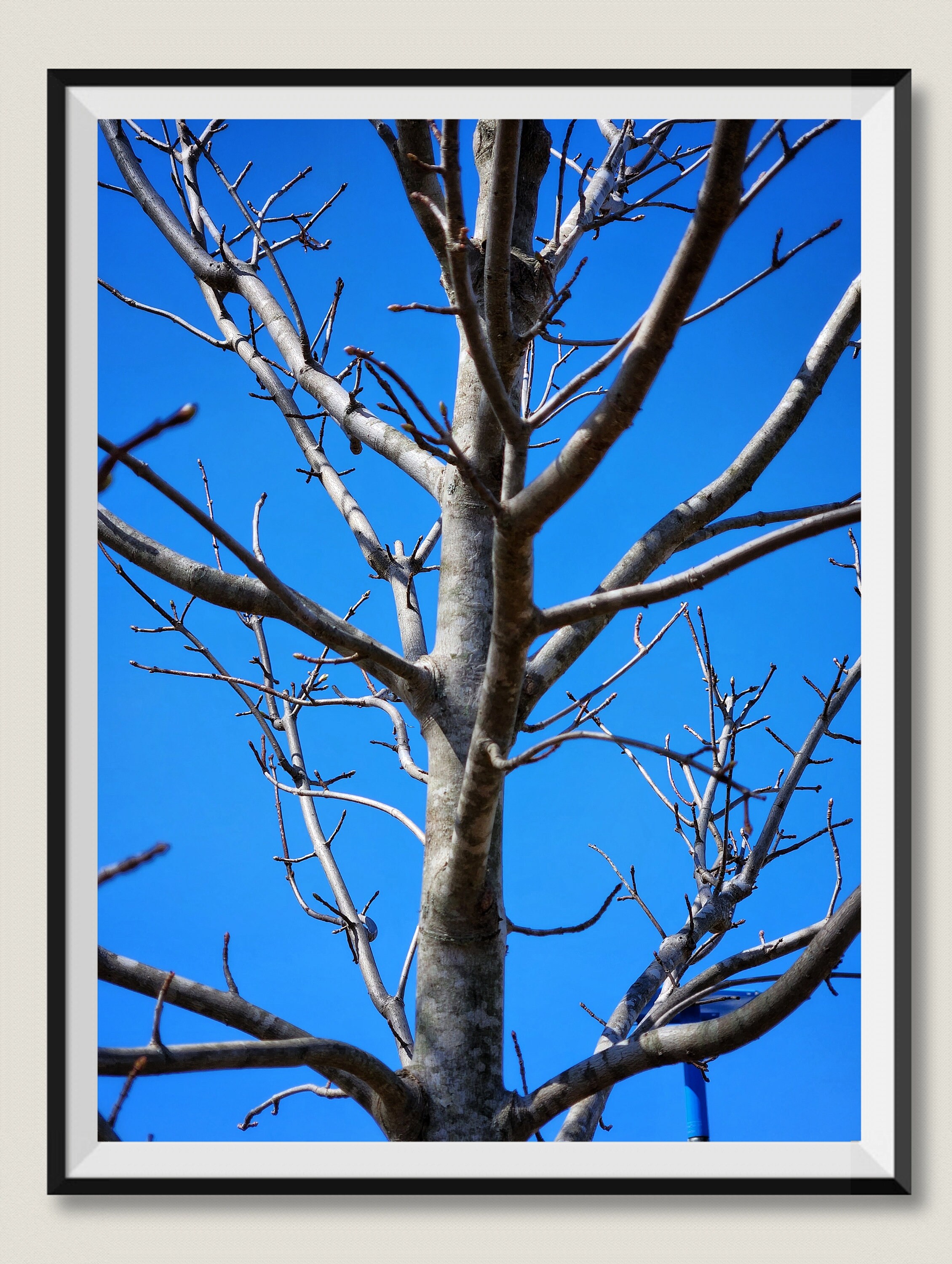 Spring Trees Photography