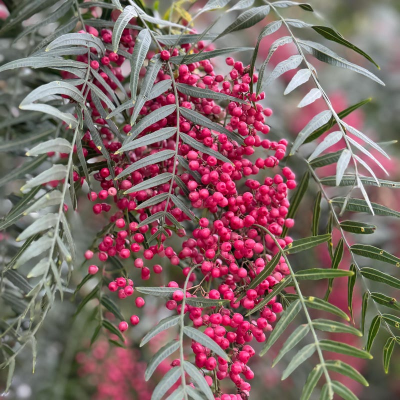 Red Berry Wreath - Etsy