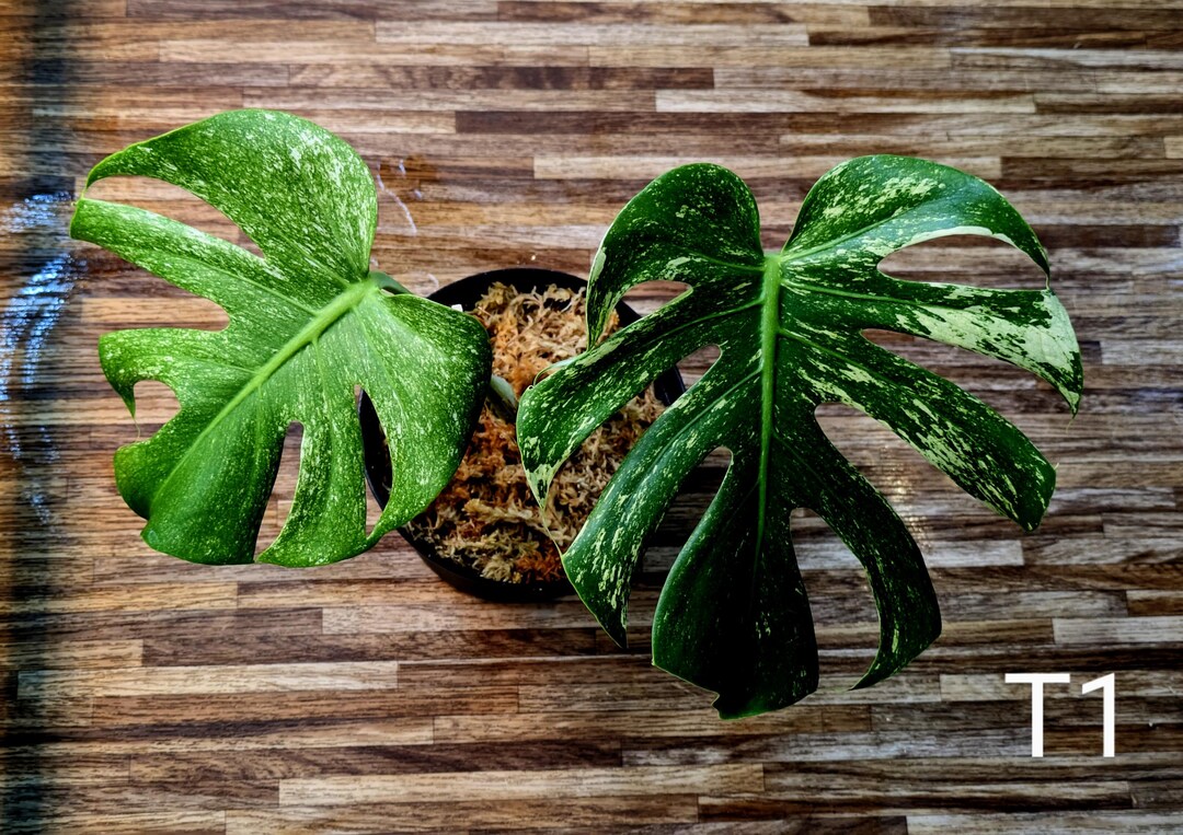 Monstera weißes Monster – Seltener Frischschnitt (Nicht-Gewebekultur ...