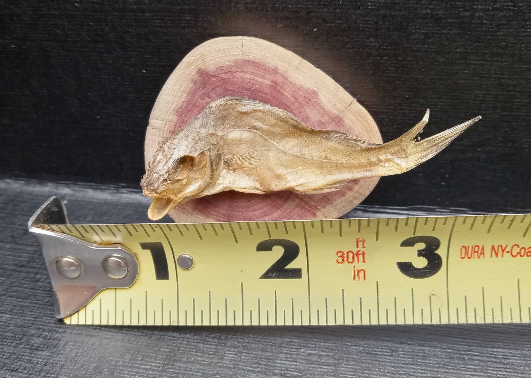 Little Fish Mount, Real Fish, Cedar Wood, Small Fish, Oddity Display ...