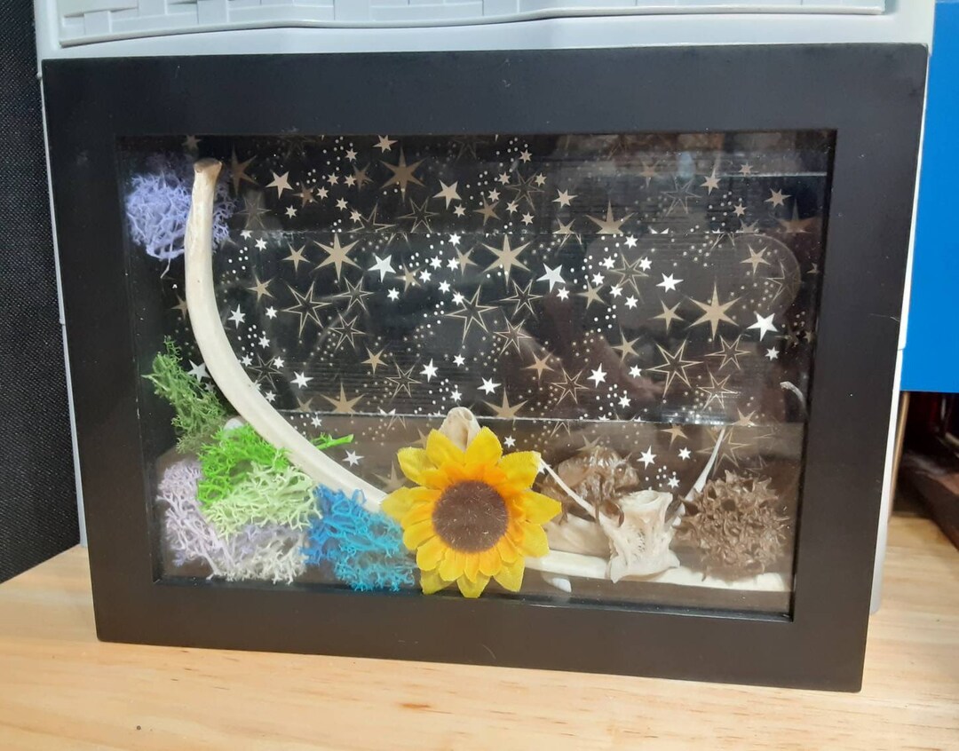Oddity Shadow Box, Deer Bones, Shells, Rib and Vertebral, Fish Bone ...