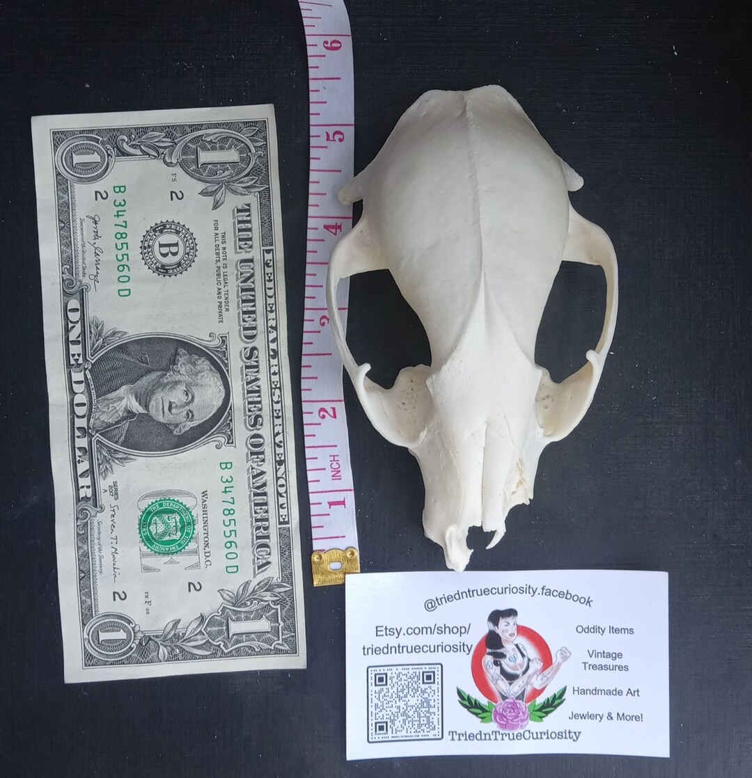 Fox Skull, Fox Teeth, Partially Broken Skull, Animal Skull, Oddity ...