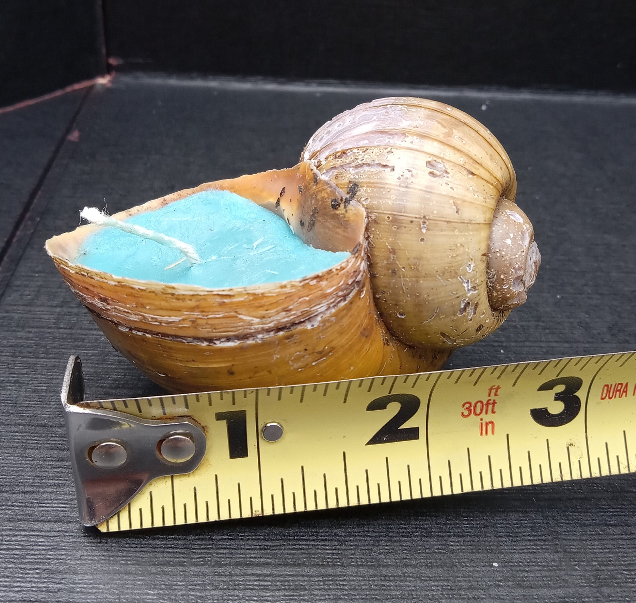 Apple Snail Candle, Snail Shell, Candle, Apple Snail, Snail Candle ...