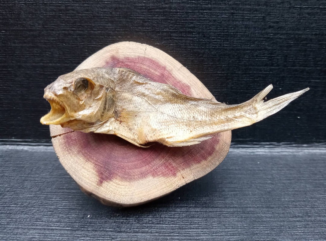 Little Fish Mount, Real Fish, Cedar Wood, Small Fish, Oddity Display ...