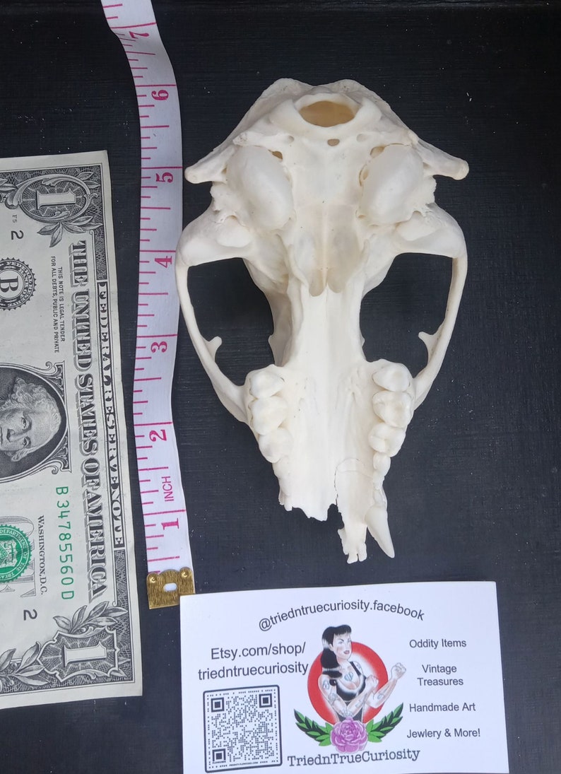 Fox Skull, Fox Teeth, Partially Broken Skull, Animal Skull, Oddity ...