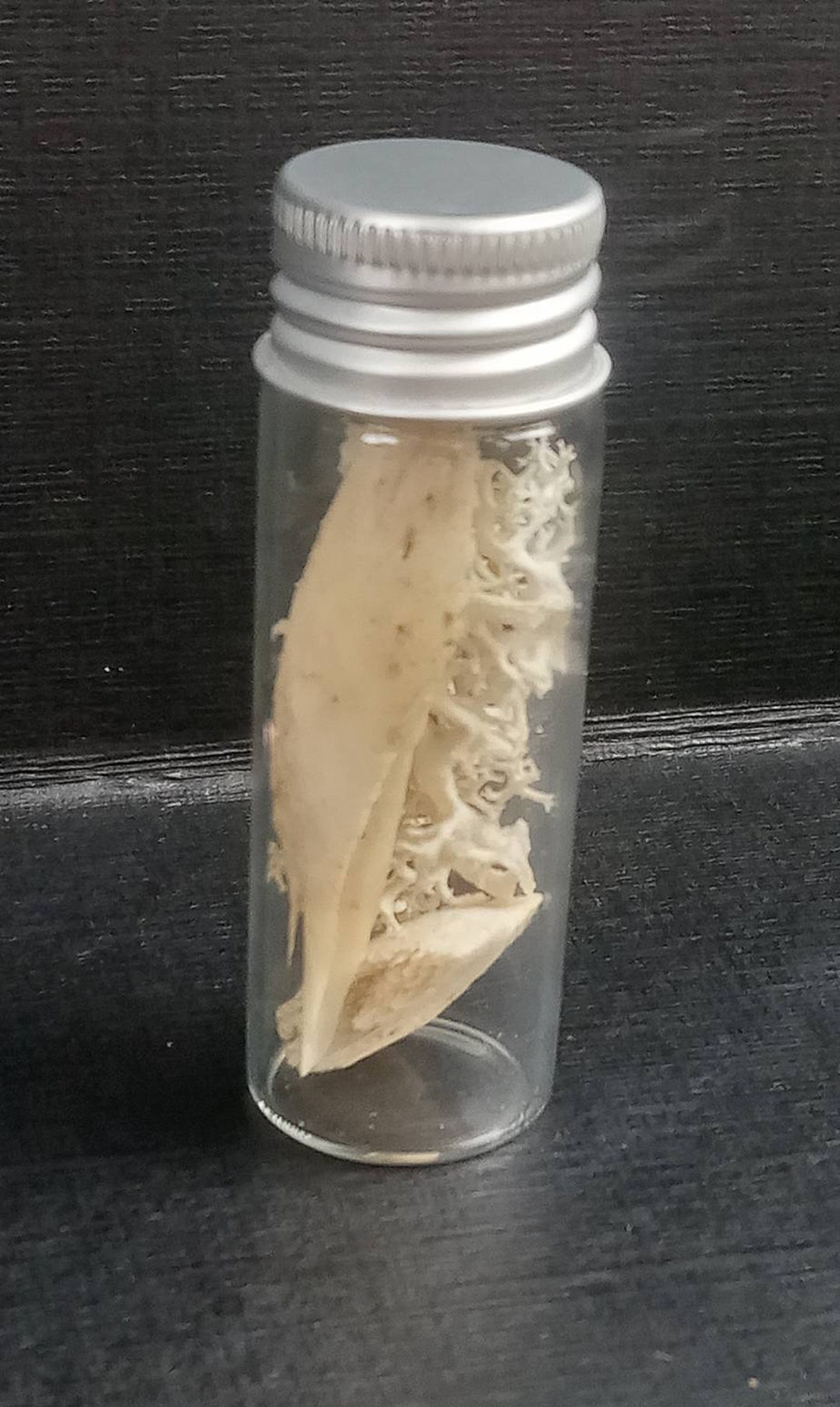 Small Jar Animal Bone Display, Oddity Decor, Unknown Bones, Moss, Glass ...