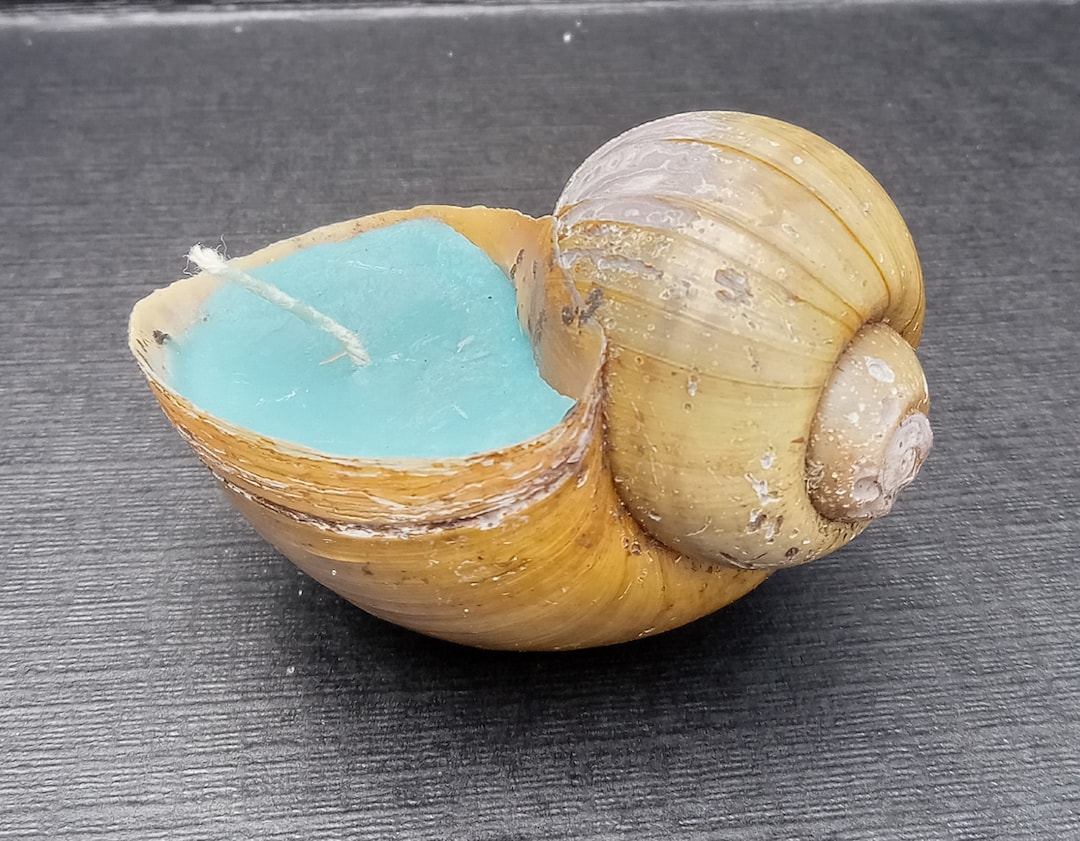 Apple Snail Candle, Snail Shell, Candle, Apple Snail, Snail Candle ...