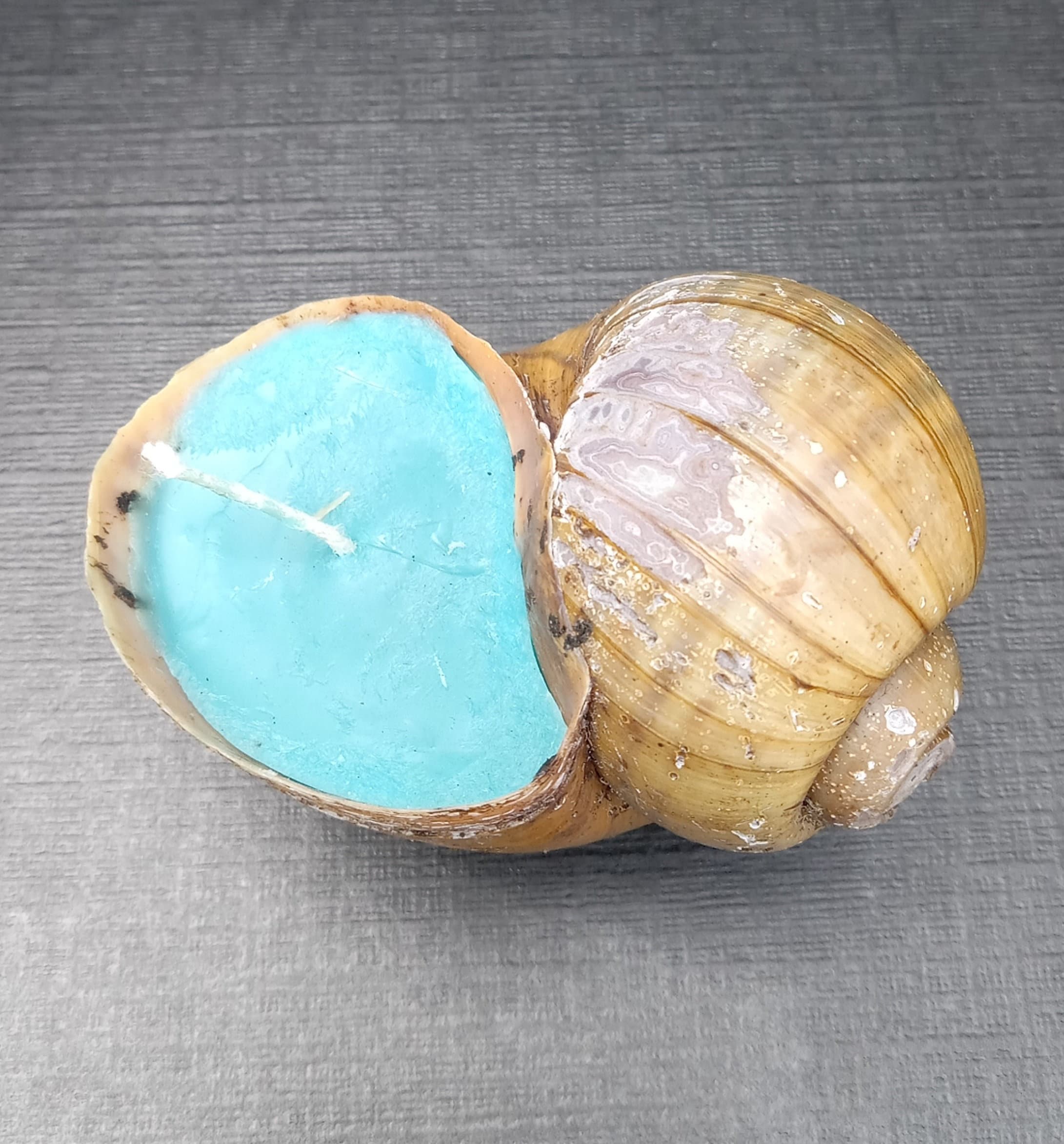 Apple Snail Candle, Snail Shell, Candle, Apple Snail, Snail Candle ...