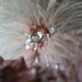 Jasmine - Etsy