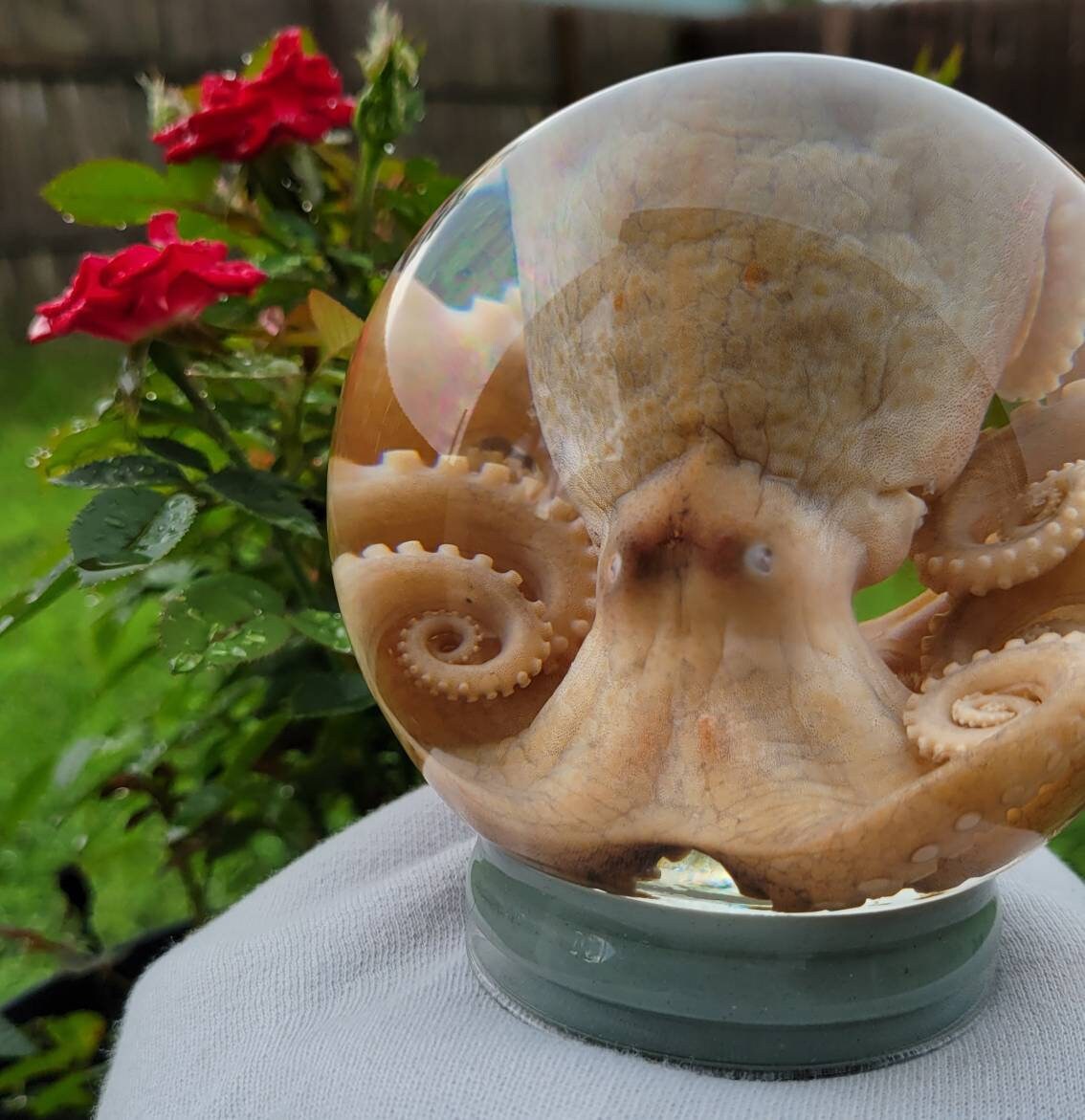 Preserved Octopus in Globe - Etsy