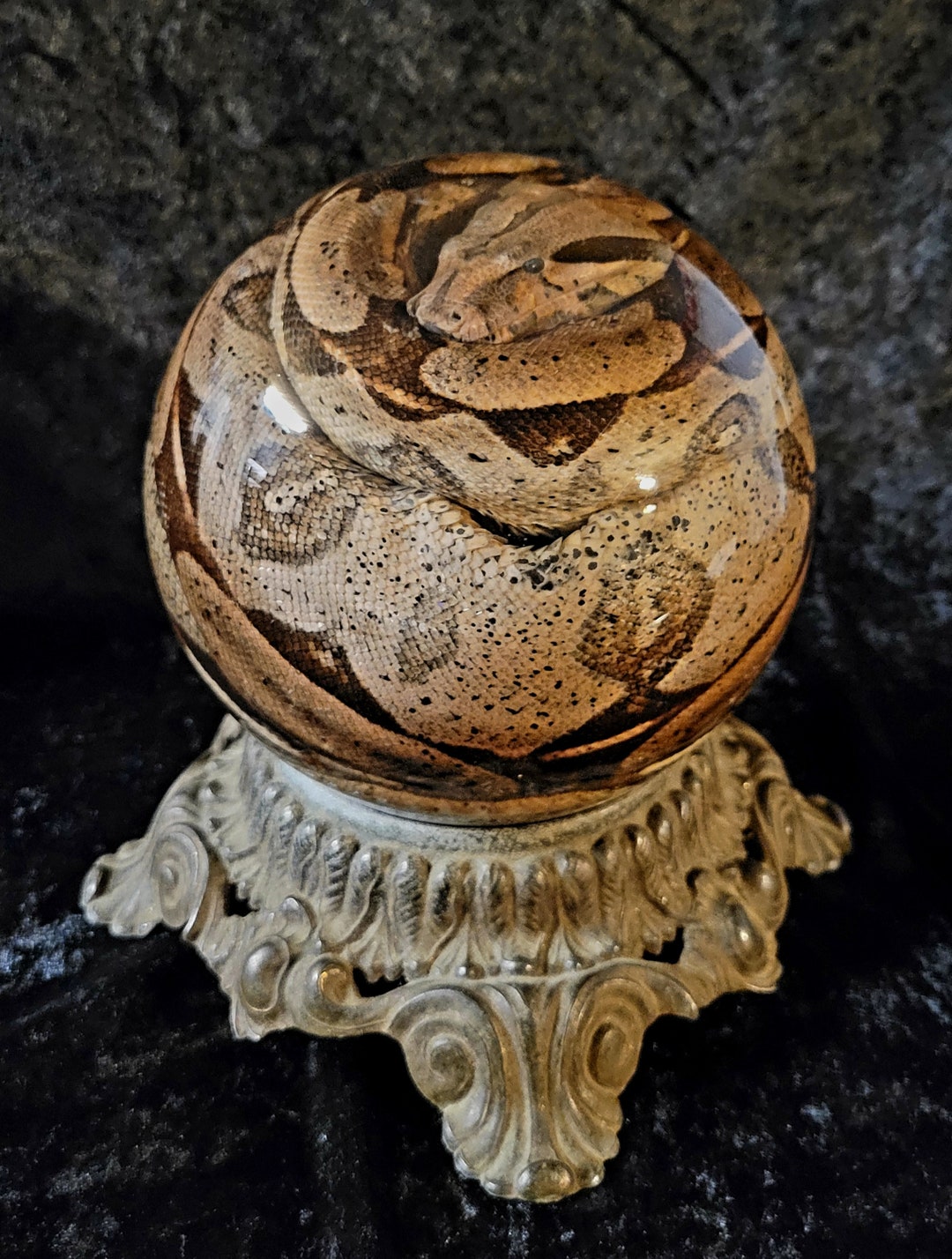 Preserved Red-tailed Boa With Vintage Metal Base - Etsy