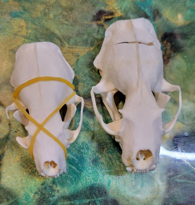 Mink Skull - Etsy