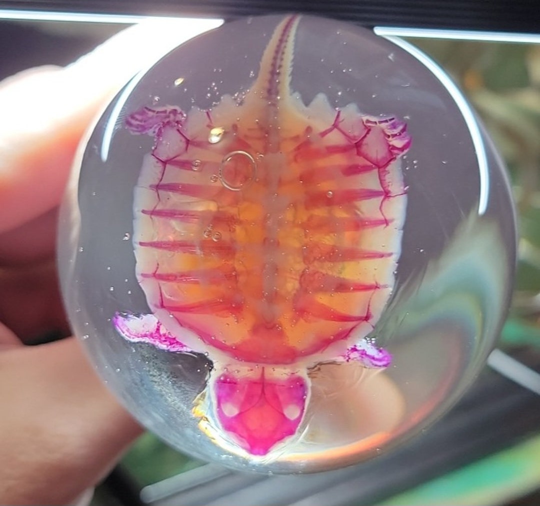 Diaphonized Snapping Turtle Hatchling - Etsy