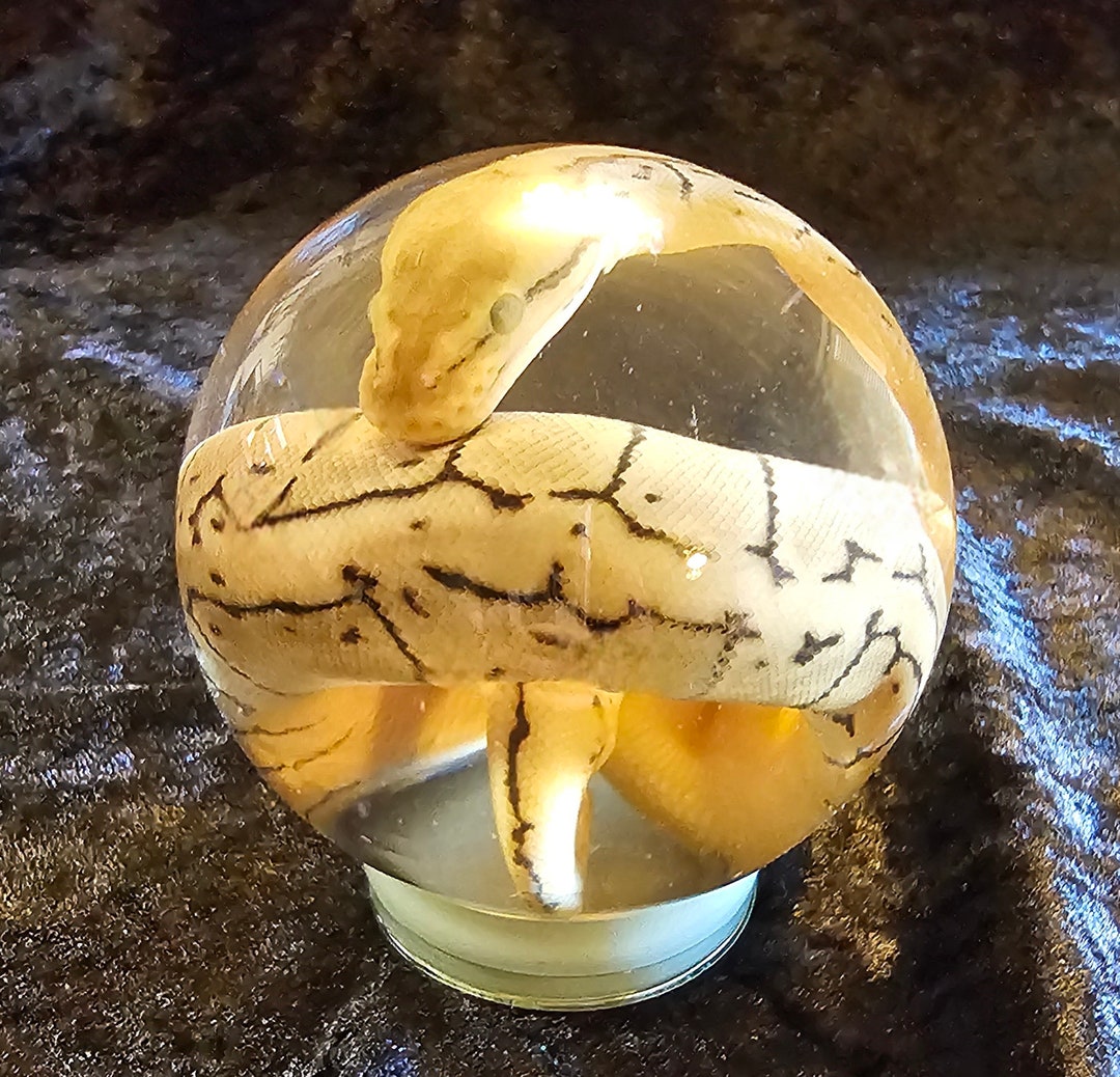 Ball Python Globe - Etsy