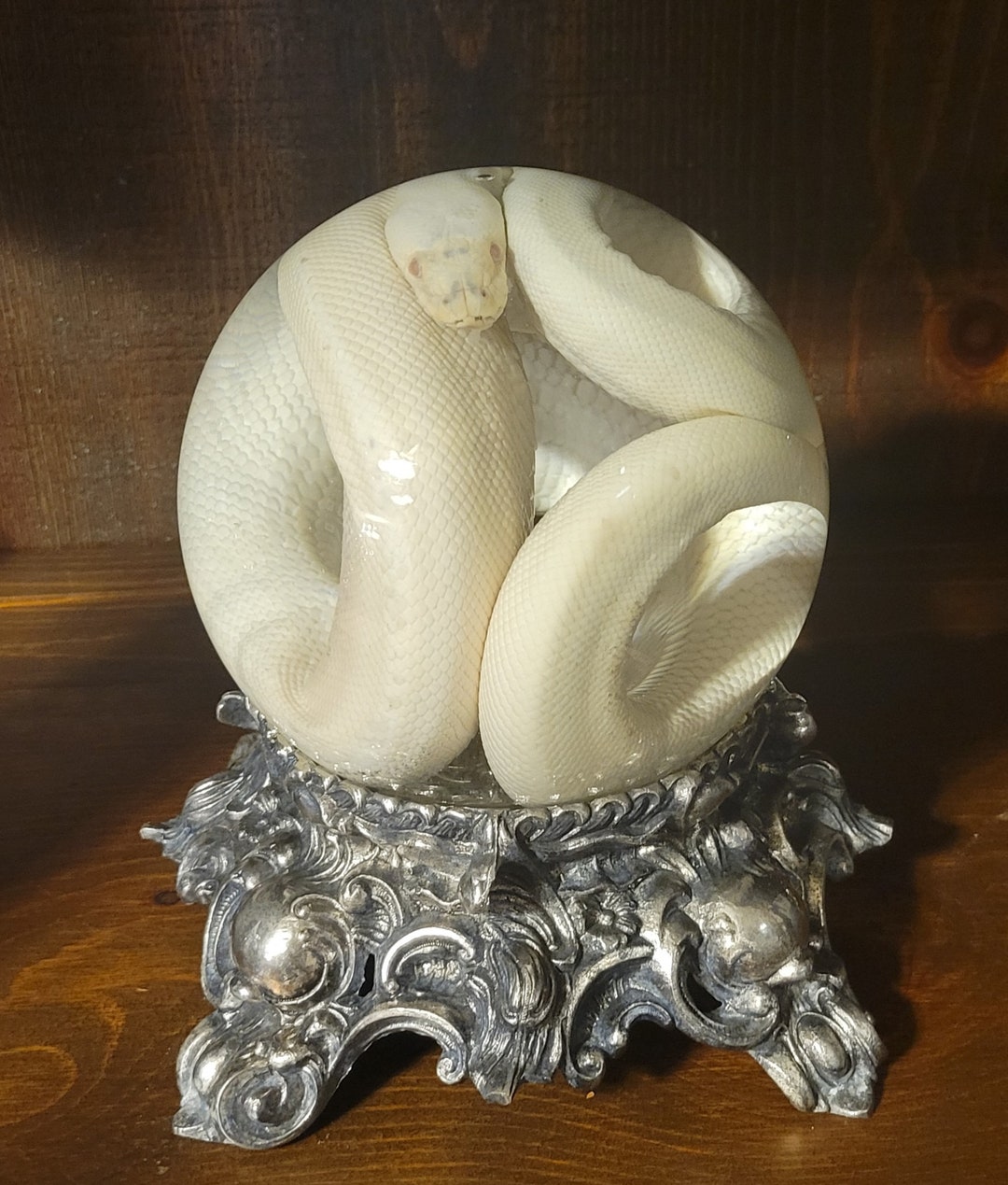 Preserved Ivory Reticulated Python in XL Glass Globe With Vintage Metal ...