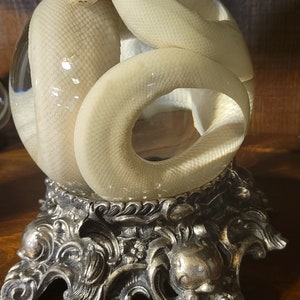 Preserved Ivory Reticulated Python in XL Glass Globe With Vintage Metal ...