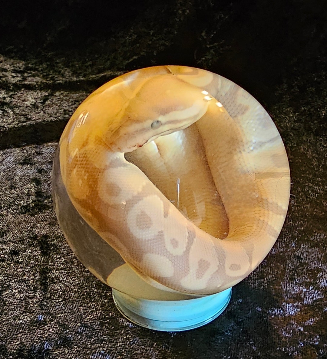 Ball Python Globe - Etsy