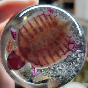 Diaphonized Snapping Turtle Hatchling - Etsy