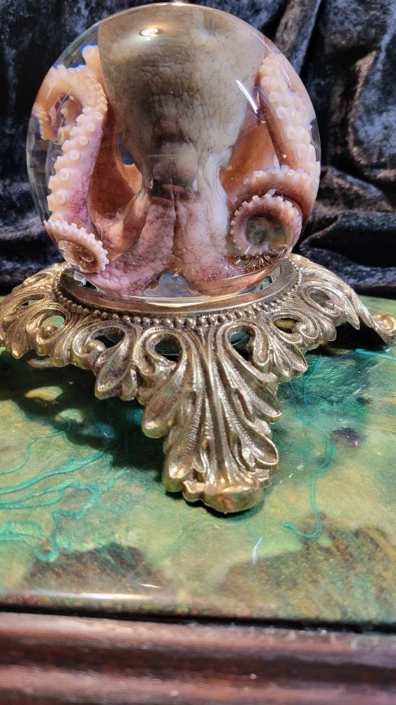 Preserved Octopus With Vintage Base - Etsy