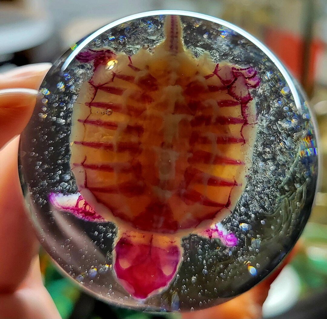 Diaphonized Snapping Turtle Hatchling - Etsy