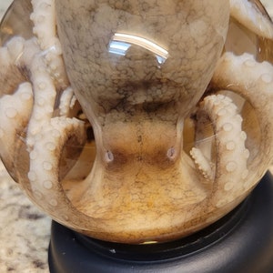 Octopus Globe - Etsy