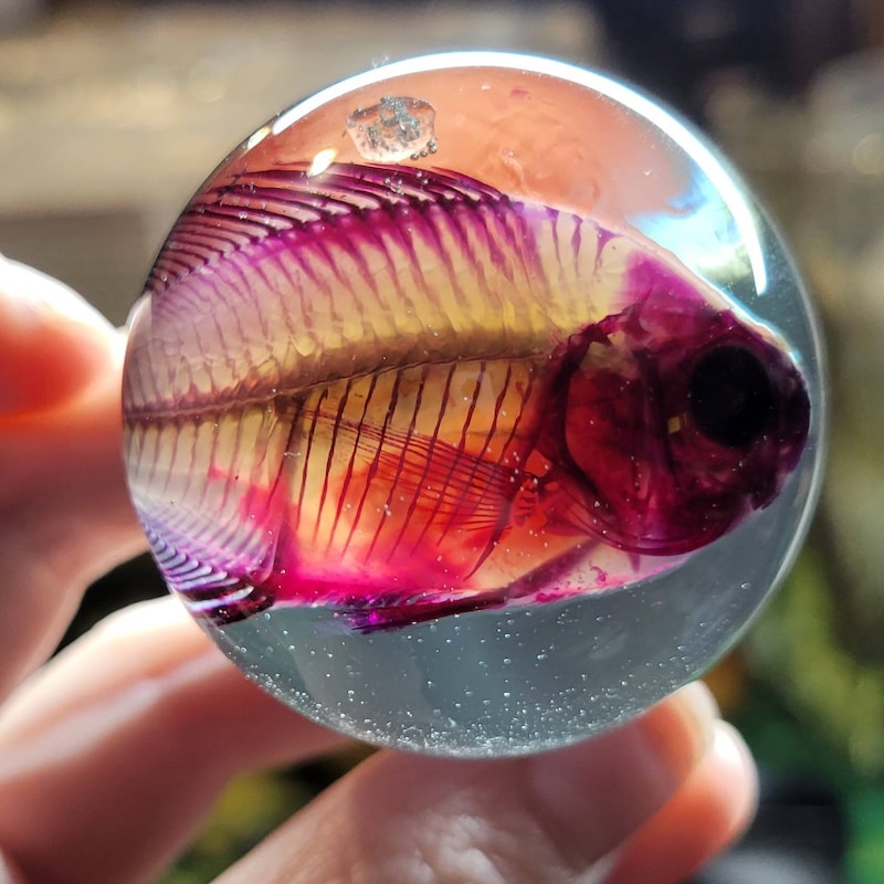 Diaphonized - Etsy