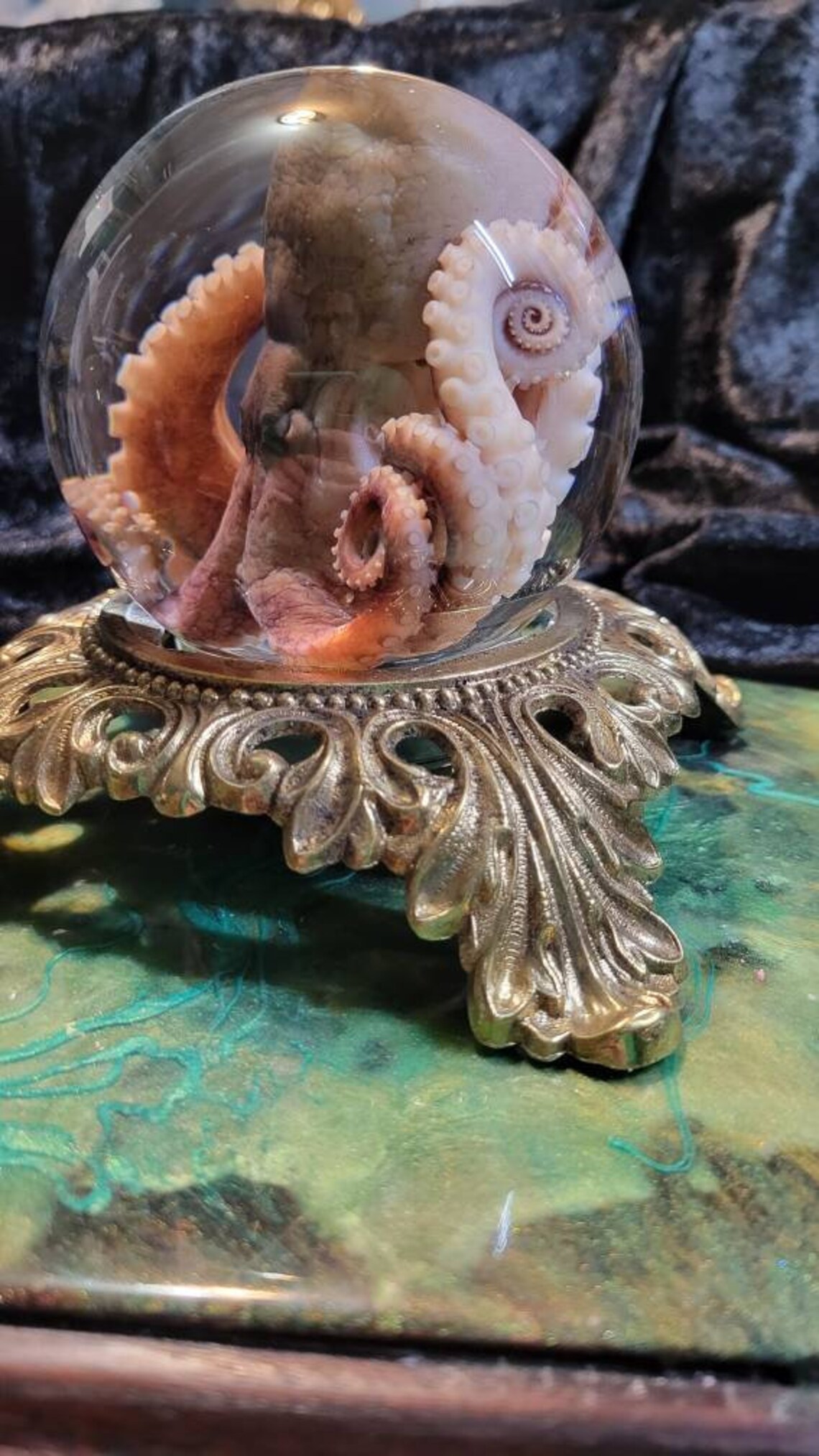 Preserved Octopus With Vintage Base - Etsy