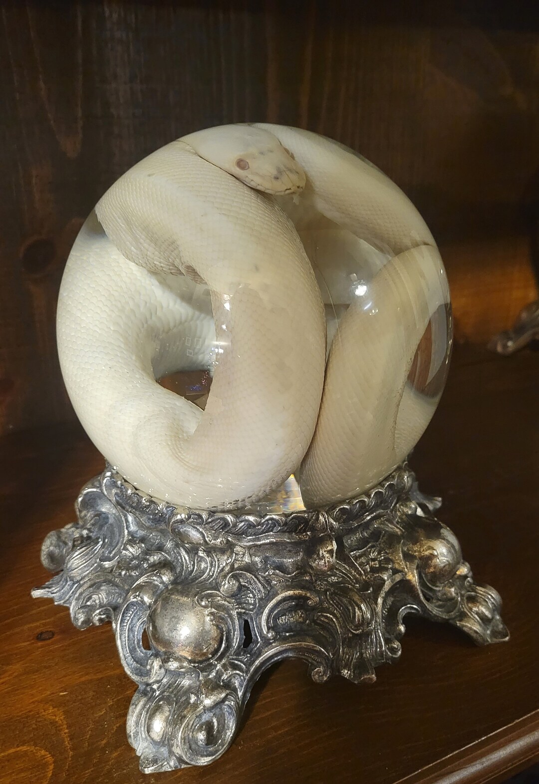 Preserved Ivory Reticulated Python in XL Glass Globe With Vintage Metal ...