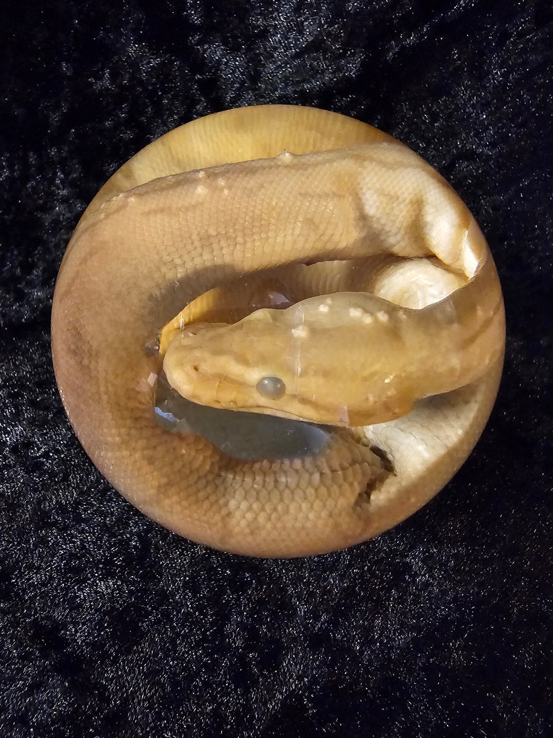 Ball Python Globe - Etsy