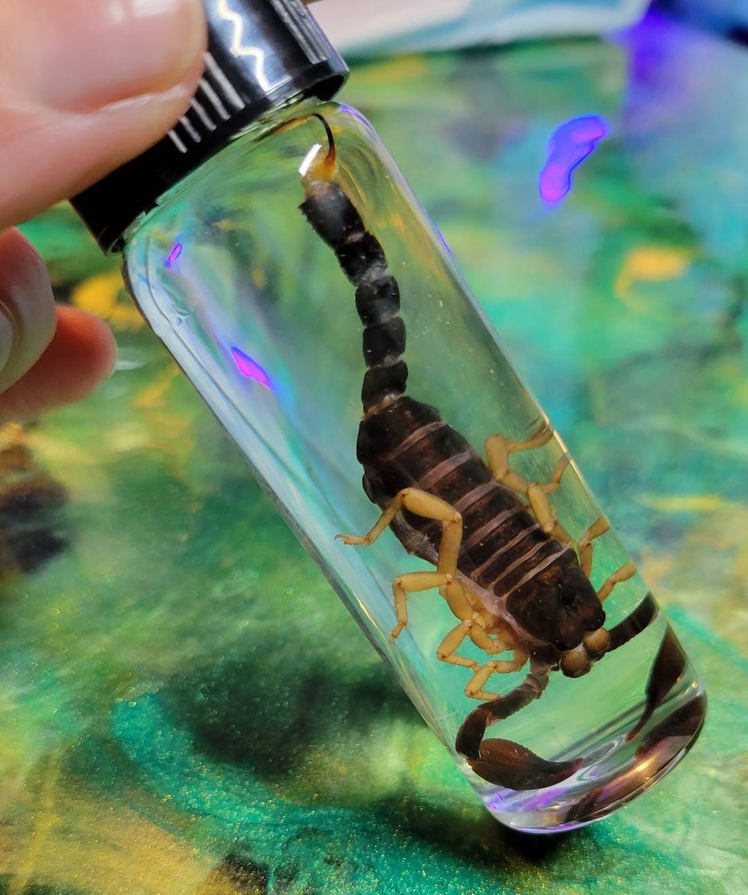 Asian Forest Scorpion Wet Specimen - Etsy