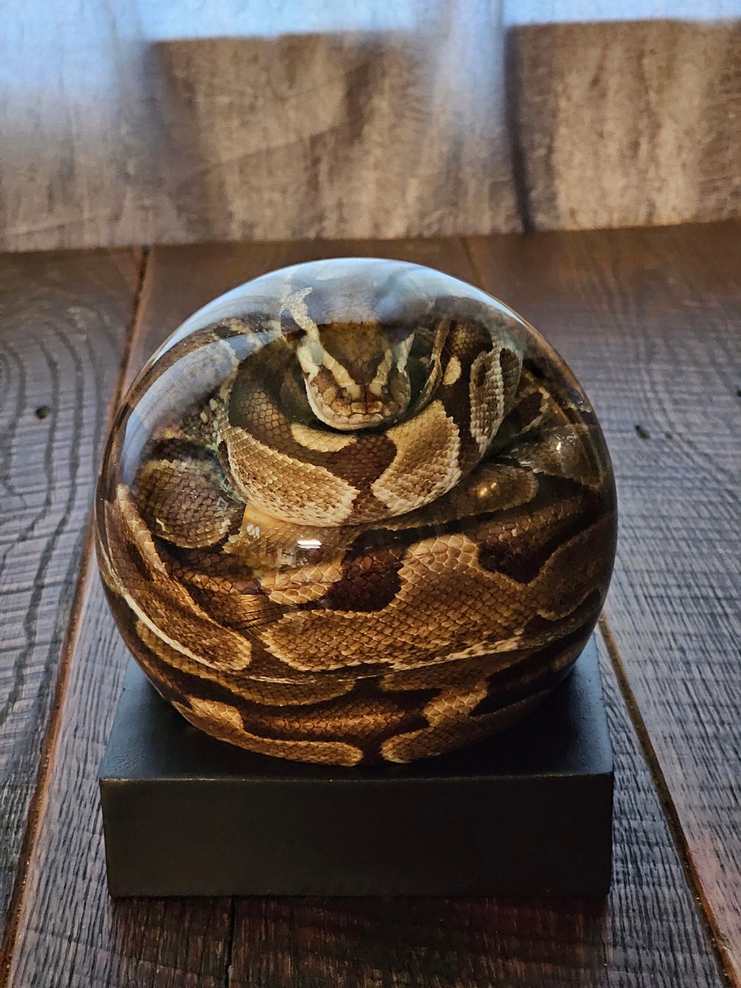 Ball Python - Etsy