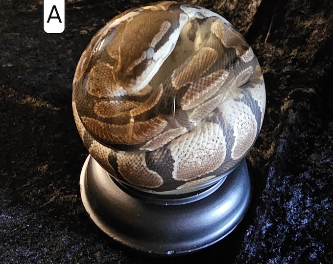 Real Garter Snake Wet Specimen Serpent Ethical Taxidermy Preserved ...