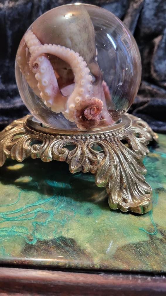 Preserved Octopus With Vintage Base - Etsy