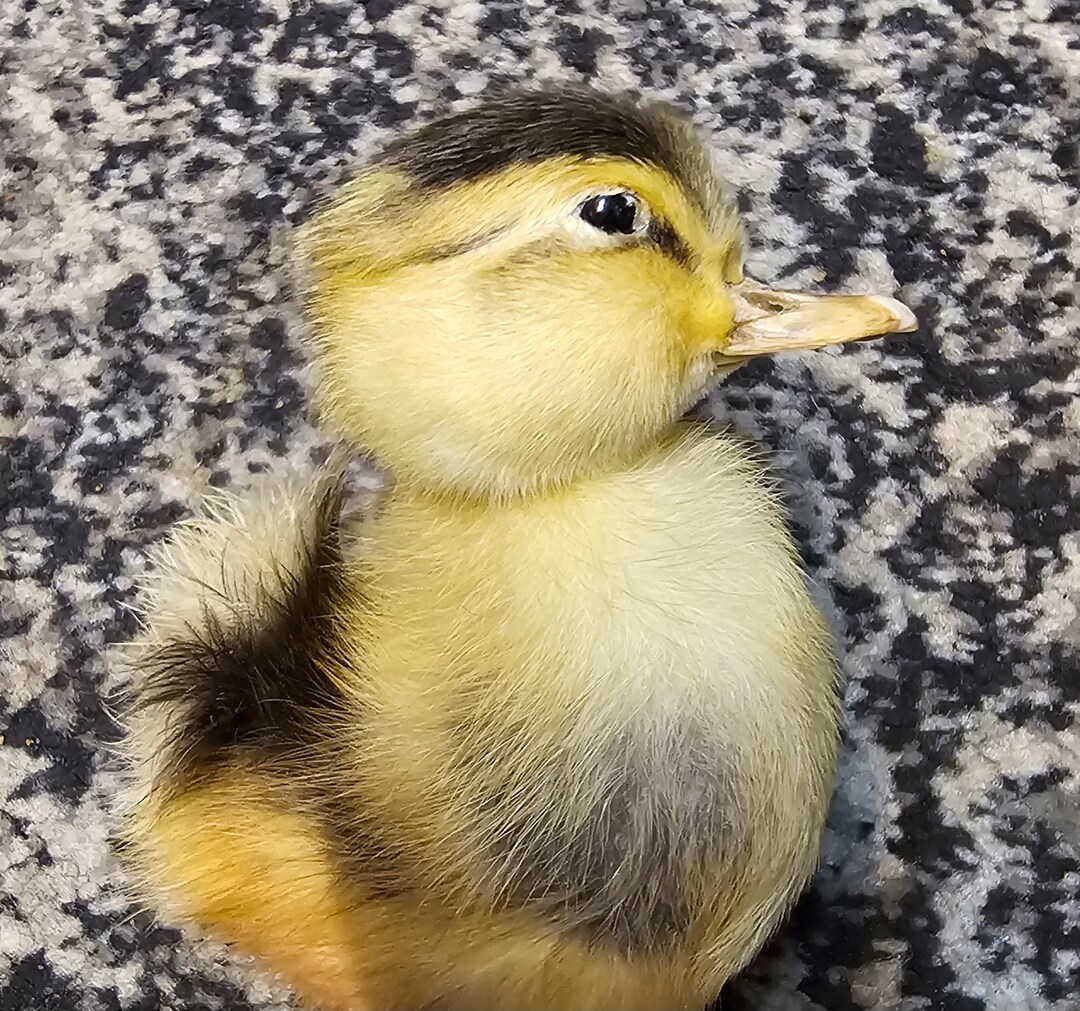 Plain Two Tone Duckling Taxidermy - Etsy