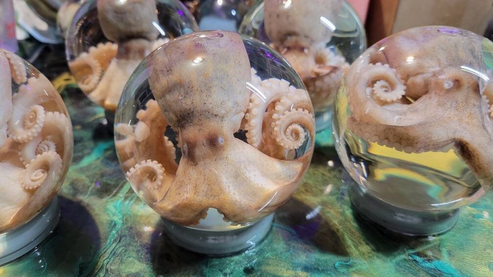 Preserved Octopus in Globe - Etsy